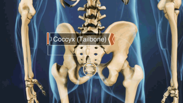 Understanding the Causes of Tailbone Pain | Spine-health Understanding the Causes of Tailbone Pain | Spine-health