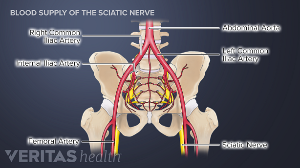 Sciatic Nerve Anatomy Sciatic Nerve Anatomy